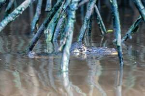 Caroni Swamp – Trinidad Swamps and Ranges