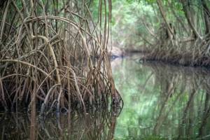 Caroni Swamp – Trinidad Swamps and Ranges
