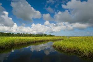 Nariva Swamp – Trinidad Swamps and Ranges