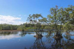 Nariva Swamp – Trinidad Swamps and Ranges