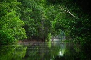 Swamps – Trinidad Swamps and Ranges